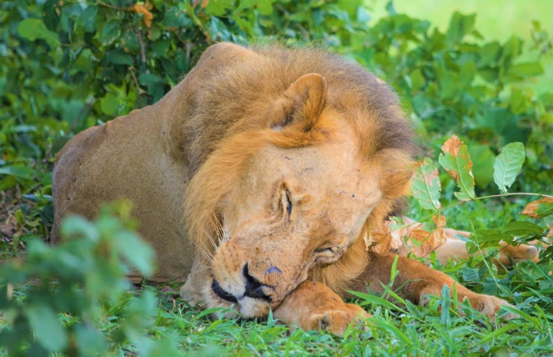 From Zanzibar: 2 Days 1 Night Selous GR Safari with Flights ...
