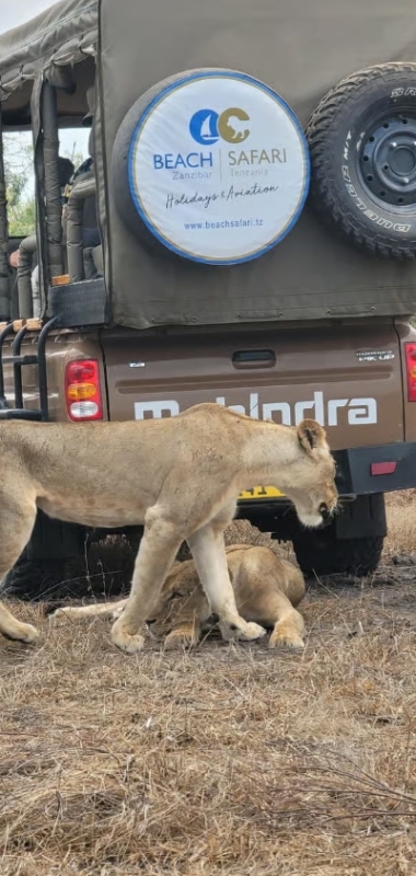 From Zanzibar: 2 Days 1 Night Selous GR Safari with Flights ...
