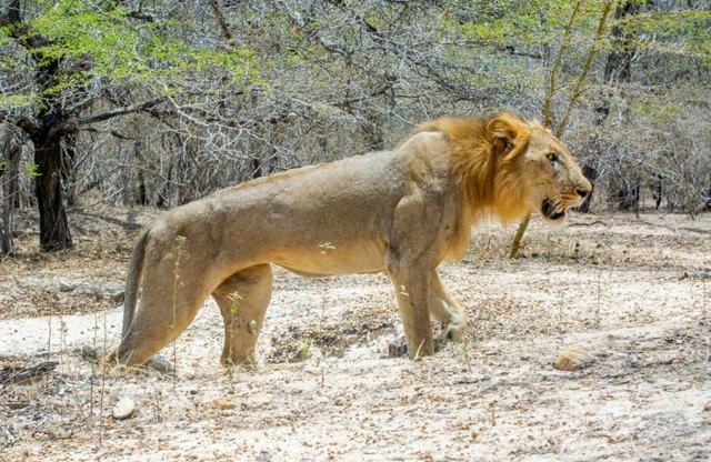 From Zanzibar: 2 Days 1 Night Selous GR Safari with Flights ...
