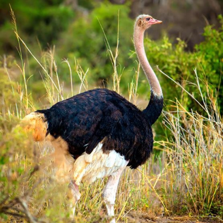 6 DAYS BIRD WATCHING SAFARI IN UGANDA TO ENTEBBE ZOO, LAKE MBURO AND ...